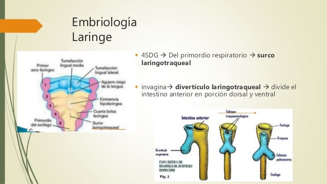 Anatomia y fisiologia laringea