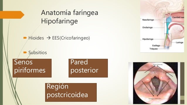 Anatomia y fisiologia laringea