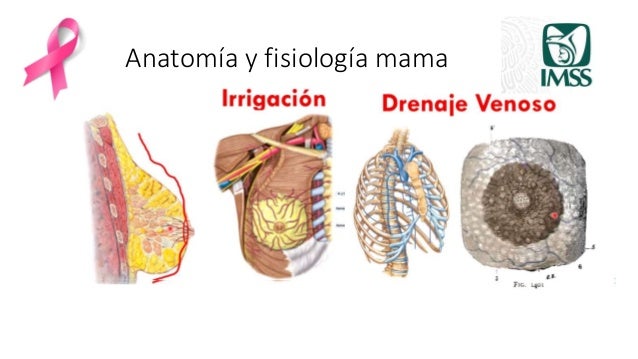 Anatomia y fisiologia mama