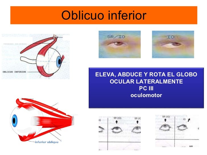 Anatomia y Fisiologia Ocular OftalmoanestesiaUIS