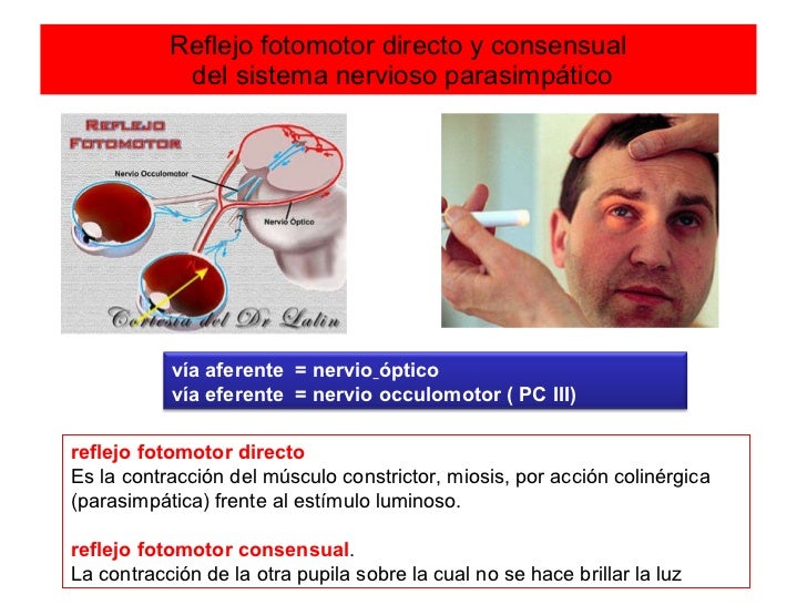 Anatomia y Fisiologia Ocular OftalmoanestesiaUIS