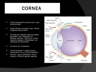 Anatomia y Fisiologia Ocular OftalmoanestesiaUIS | PPT