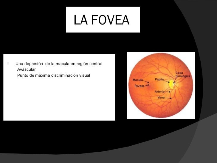 Anatomia y Fisiologia Ocular OftalmoanestesiaUIS