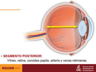 ANATOMIA Y FISIOLOGÍA OCULAR 1.pdffffff | PDF