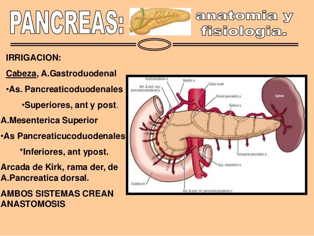 Anatomia y fisiologia pancreatica