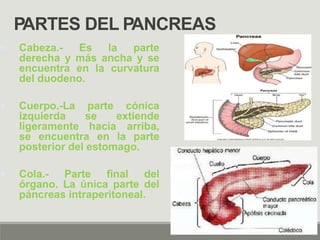 Anatomia y fisiologia pancreatoduodenal.pptx
