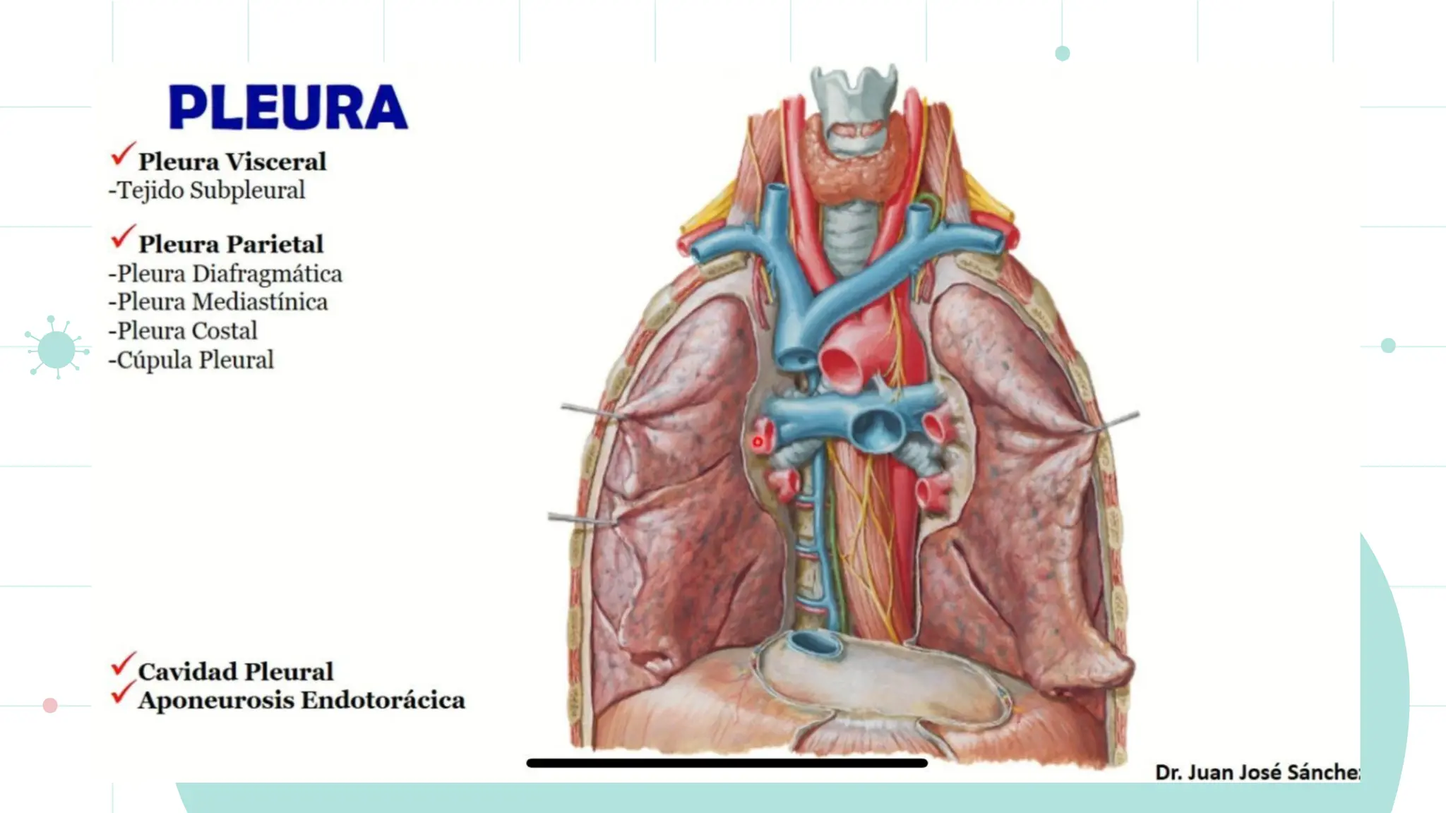Anatomia y fisiologia pleuropulmonar.pdf