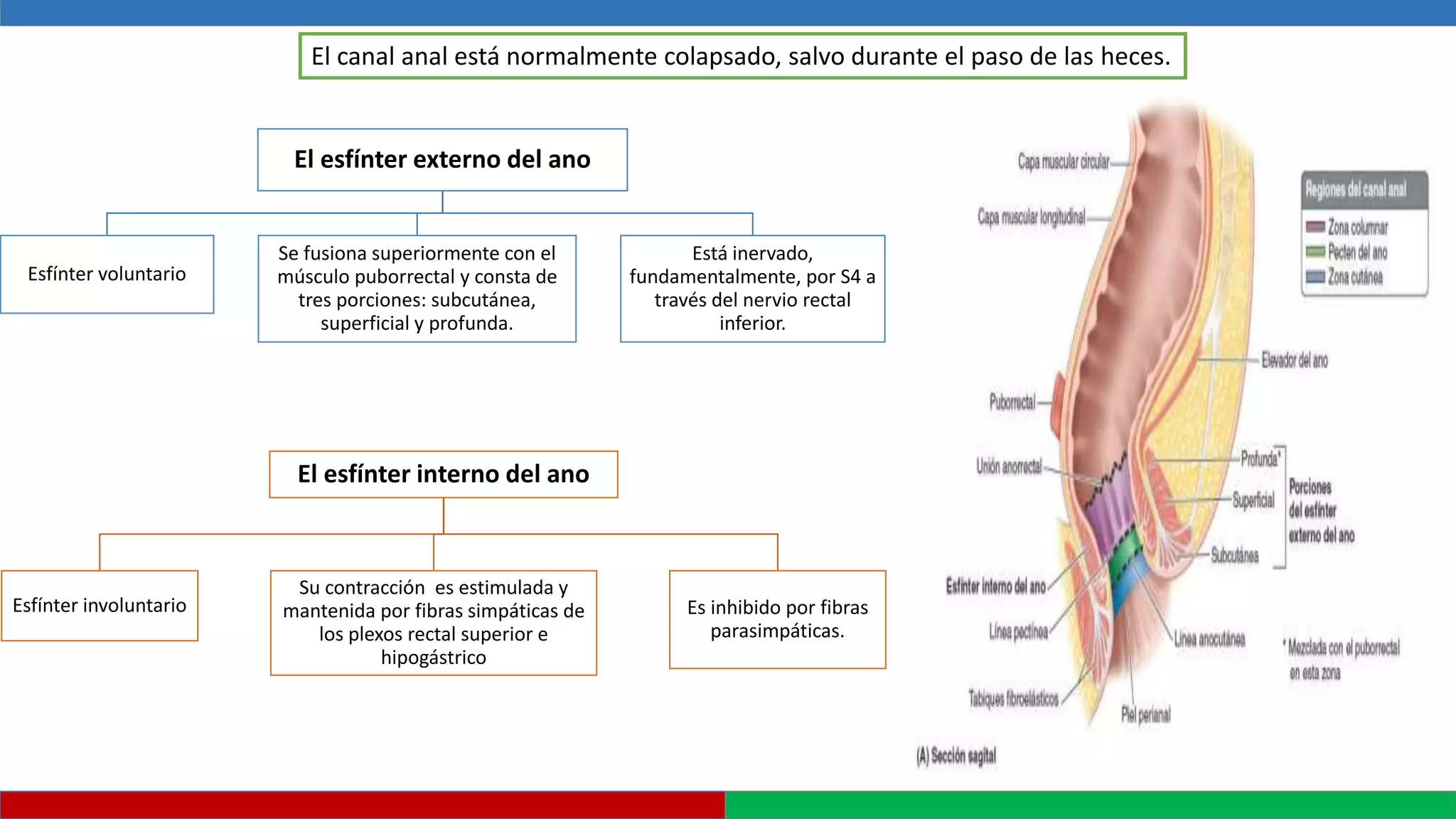 ANATOMIA Y FISIOLOGIA RECTO ANO.pptx