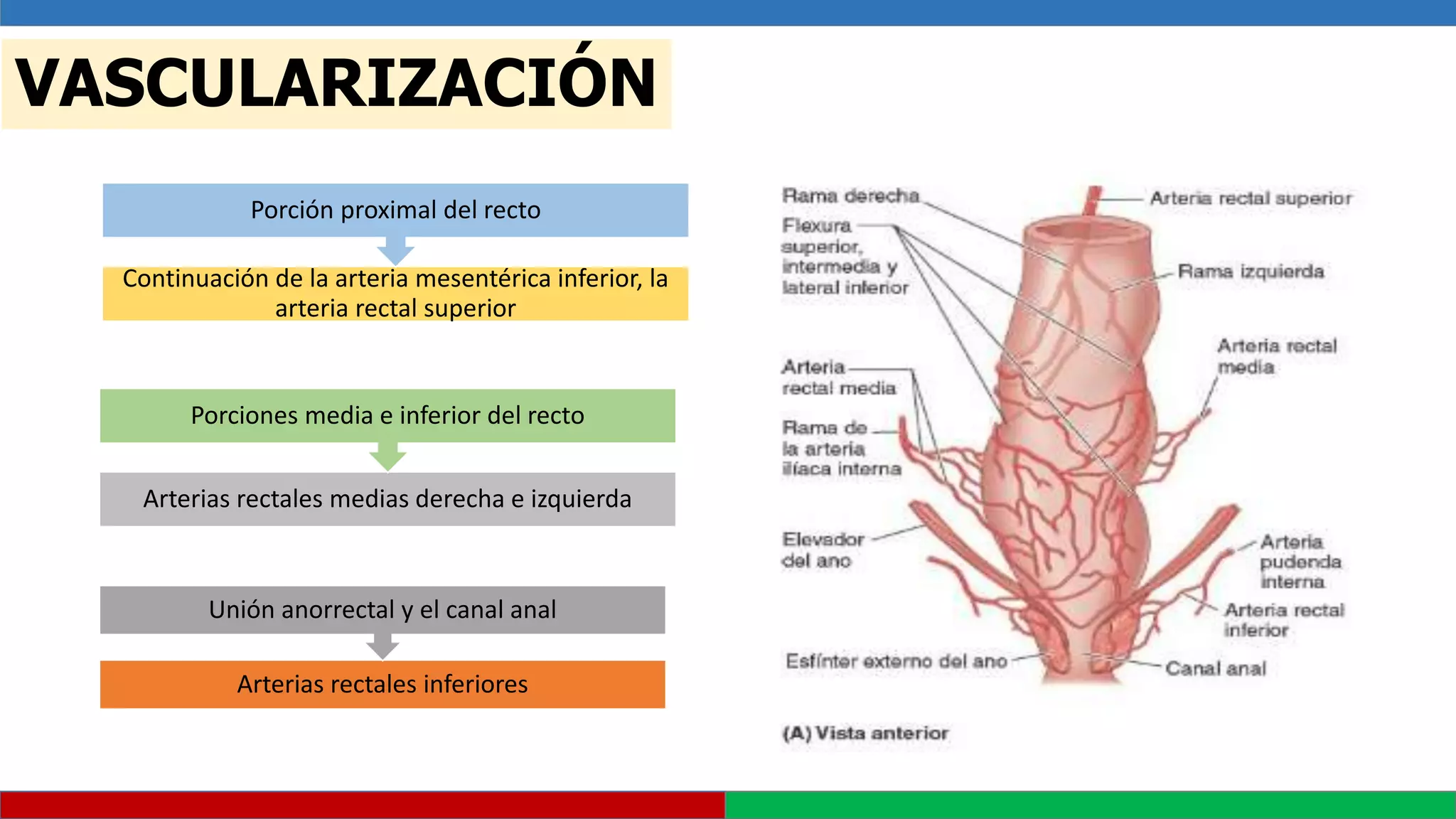 ANATOMIA Y FISIOLOGIA RECTO ANO.pptx