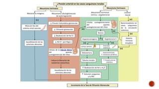 Anatomia y Fisiologia Renal.pptx