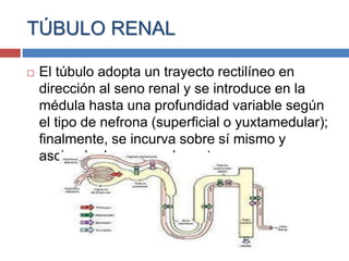 ANATOMIA Y FISIOLOGIA del sistema RENAl.pptx