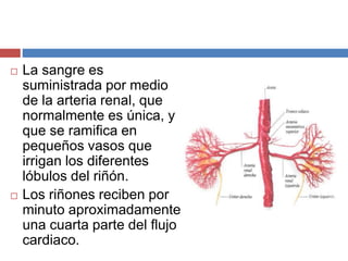 ANATOMIA Y FISIOLOGIA del sistema RENAl.pptx
