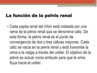 Anatomia y fisiologia renal, partes esenciales del riñon y como ...