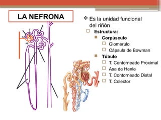 Anatomia y fisiologia renal, partes esenciales del riñon y como ...