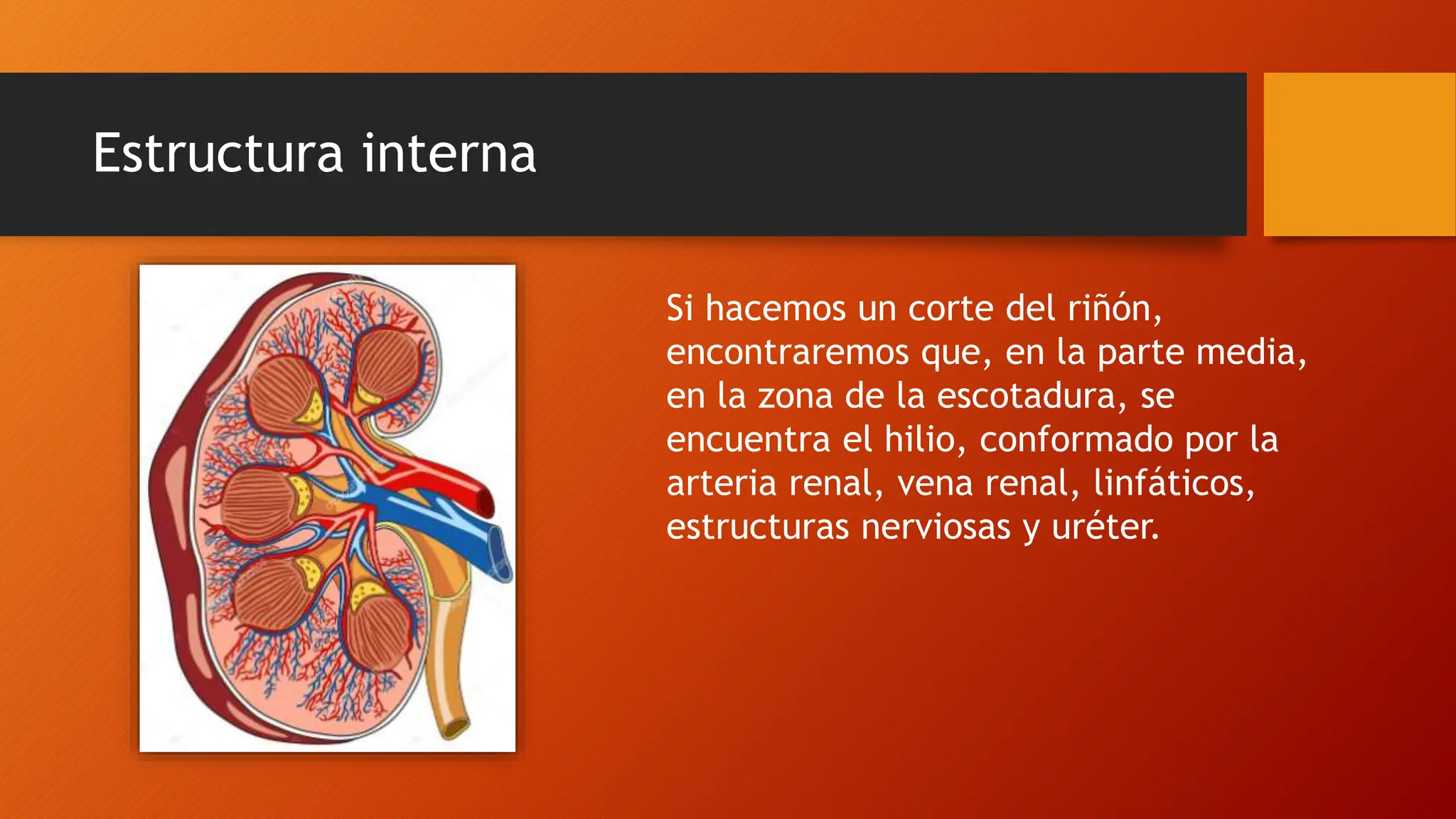 ANATOMIA Y FISIOLOGIA RENAL- INTEGRACION | PPTX | Chemistry | Science