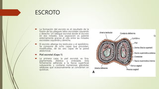 ANATOMIA Y FISIOLOGIA RENAL, VIAS URINARIAS Y APARATO GENITAL.pptx