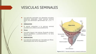 ANATOMIA Y FISIOLOGIA RENAL, VIAS URINARIAS Y APARATO GENITAL.pptx