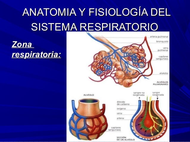 Aparato Respiratorio Anatoma Y Fisiologa Neumologa