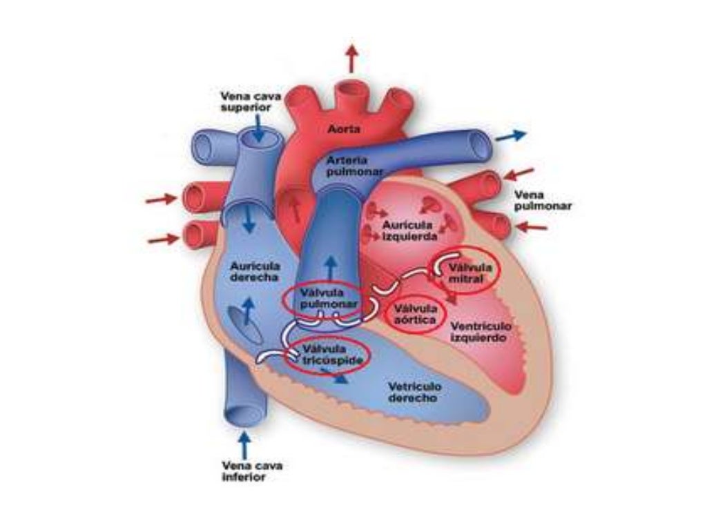 Anatomia y fisiologia sistema cardiovascular