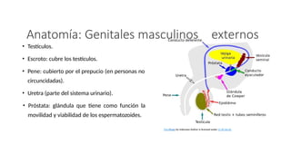 Anatomía y fisiología sistema genitourinario.pptx