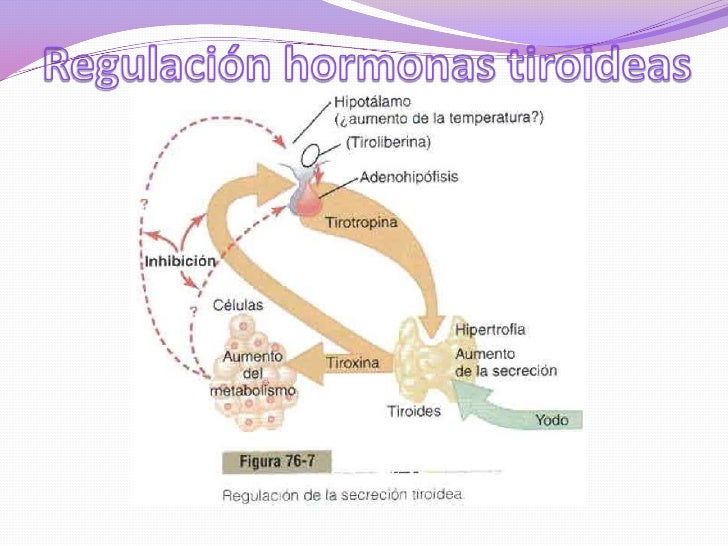 Anatomia Y Fisiologia Tiroidea