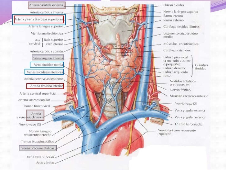Anatomia Y Fisiologia Tiroidea