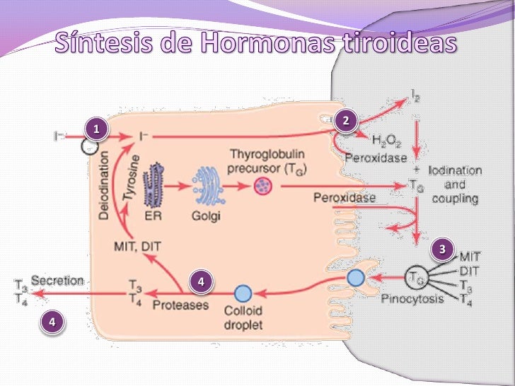 Anatomia Y Fisiologia Tiroidea