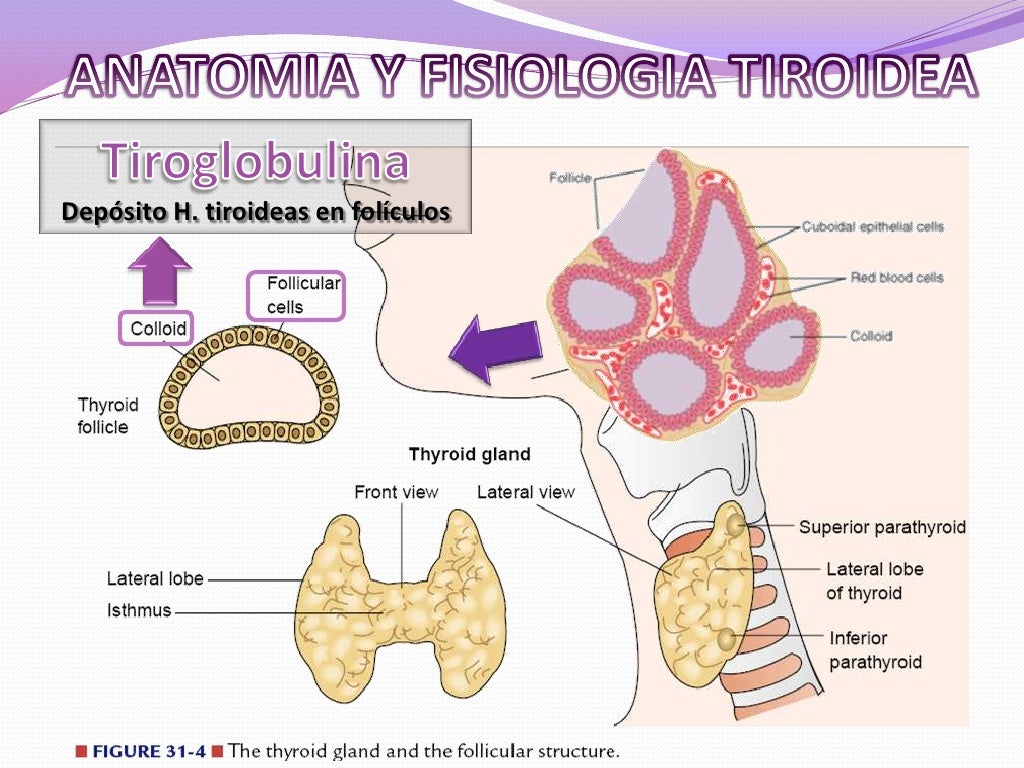 Anatomia Y Fisiologia Tiroidea