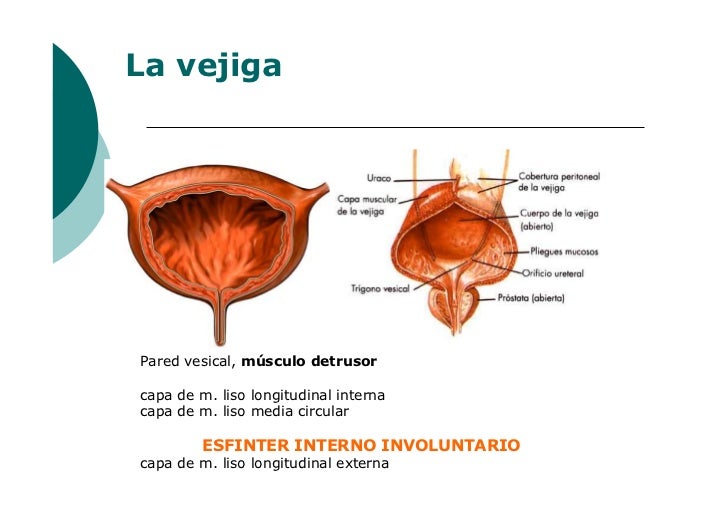 Anatomia y fisiologia de la micción