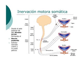 Anatomia y fisiologia_u | PDF