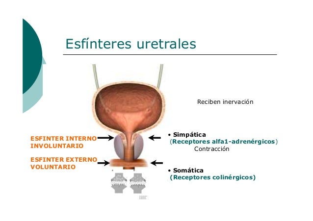 Anatomia y fisiologia_u