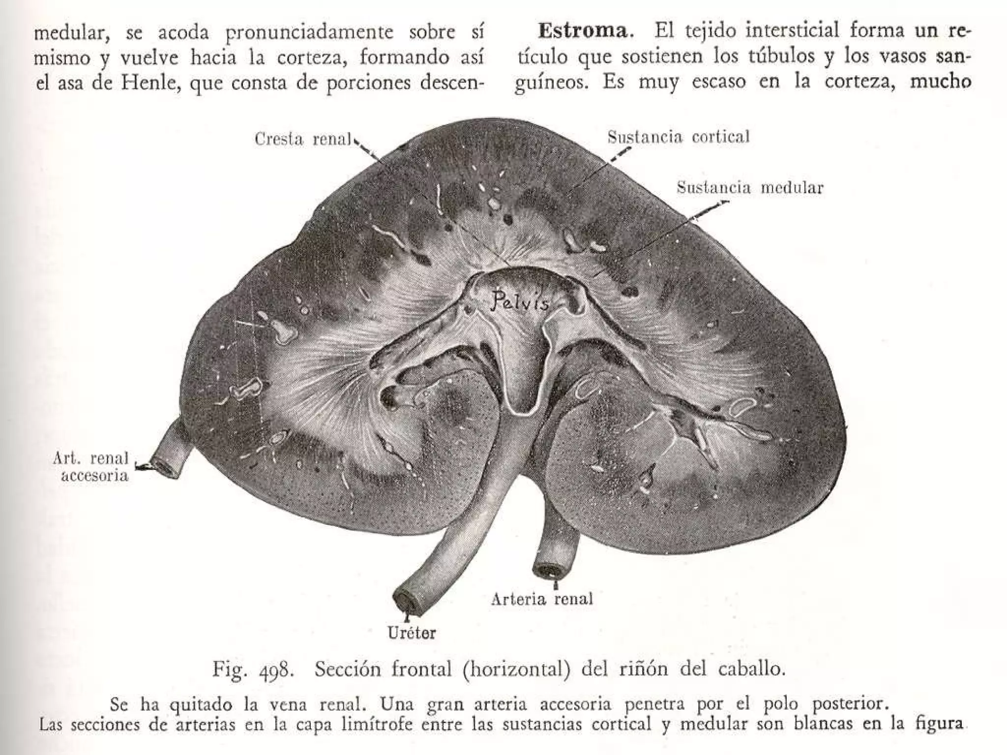 Anatomia y fisiologia veterinaria, sistema renal 23 | PPT | Biological ...