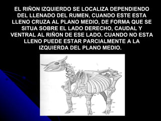 Anatomia y fisiologia veterinaria, sistema renal 23 | PPT