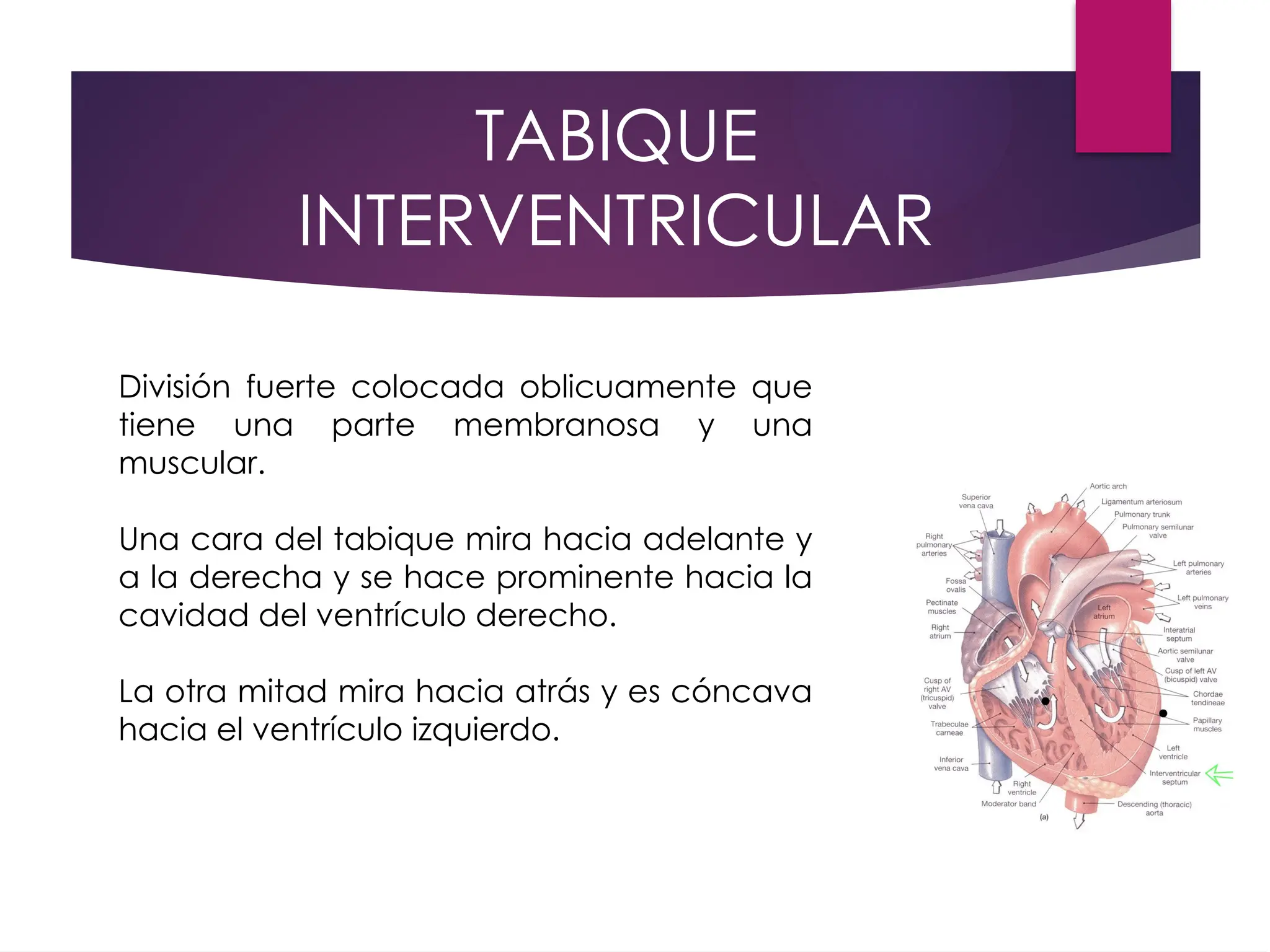 anatomia y fisiologia cardiovascular.pptx