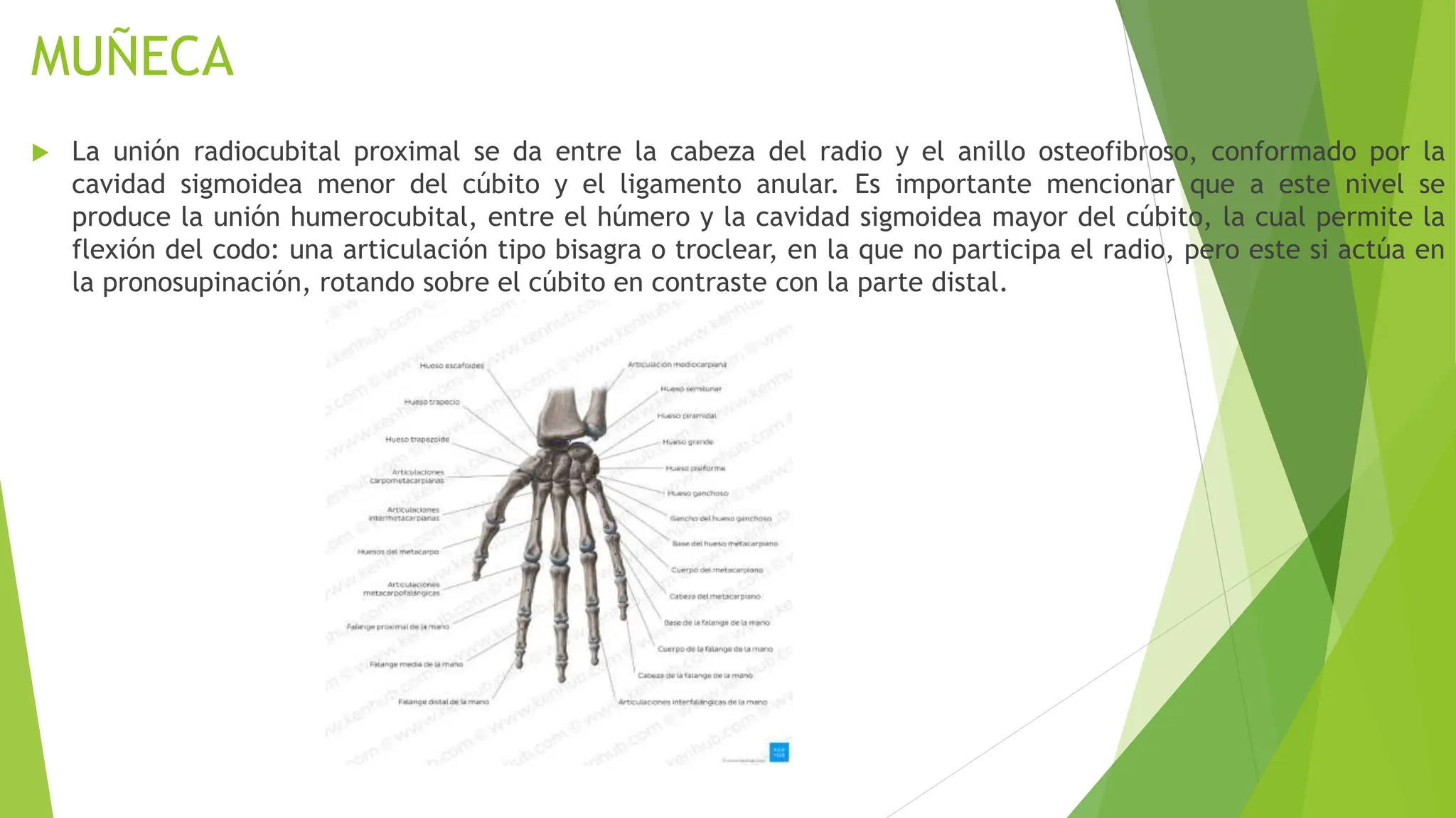ANATOMIA Y LESIONES LIGAMENTARIAS DE LA MANO.pptx