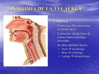 anatomia y Manejo de la Via Aerea dificil en pacientes criticos dentro ...