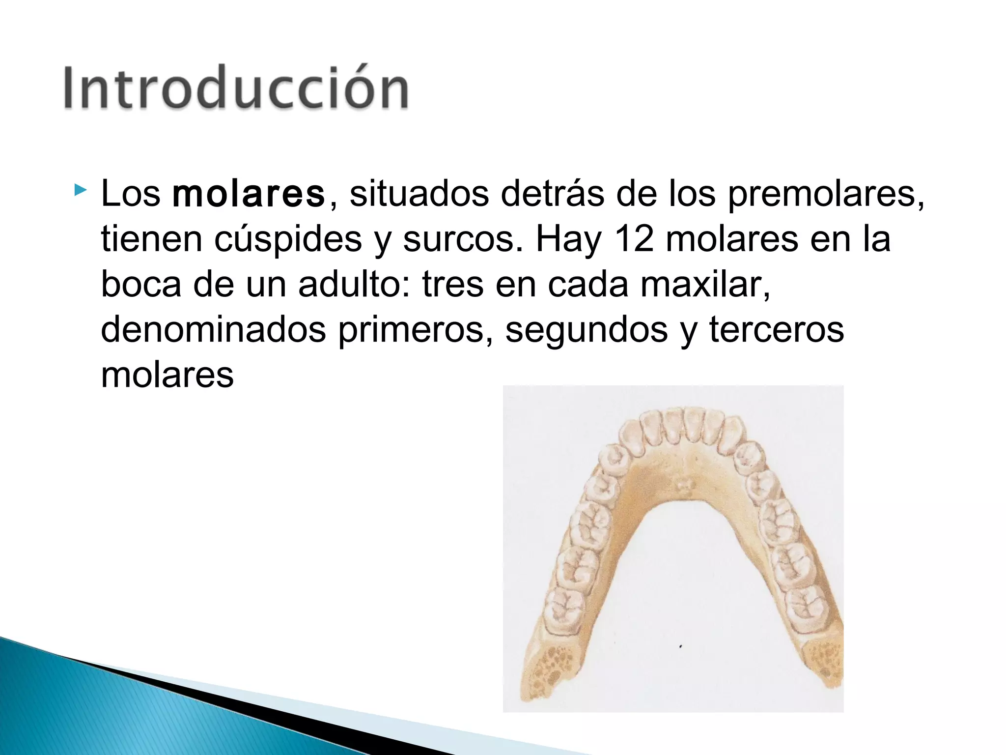 Anatomia y modelado dental exposición | PPT