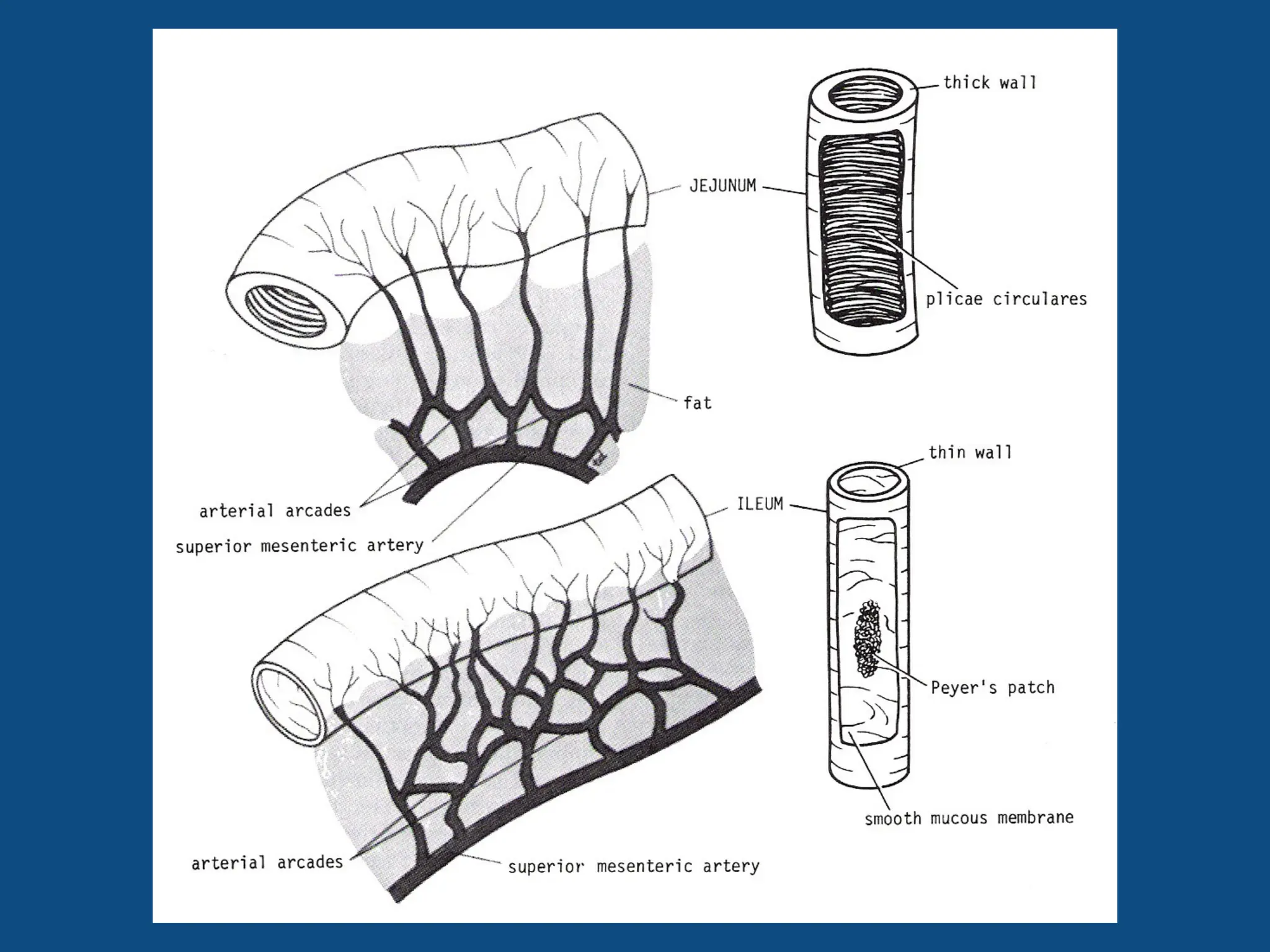 Anatomia y Morfofuncion del Intestino Delgado.pptx
