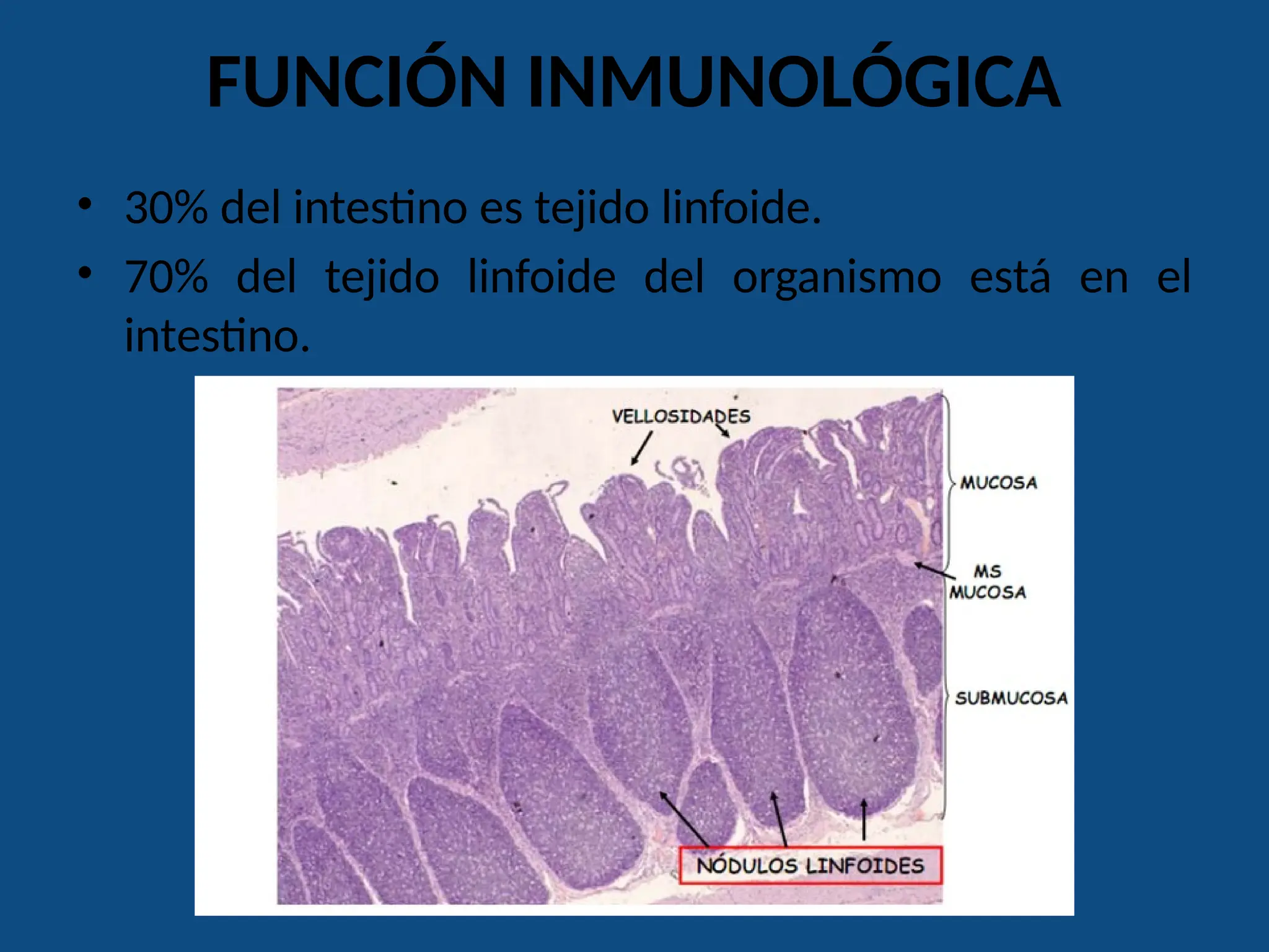 Anatomia y Morfofuncion del Intestino Delgado.pptx