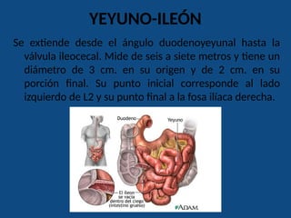 Anatomia y Morfofuncion del Intestino Delgado.pptx