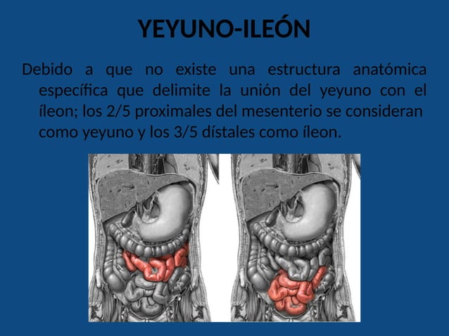 Anatomia y Morfofuncion del Intestino Delgado.pptx