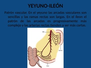 Anatomia y Morfofuncion del Intestino Delgado.pptx