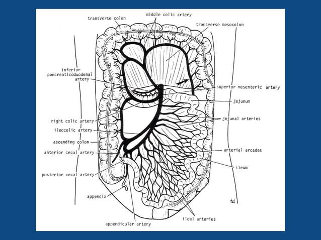 Anatomia y Morfofuncion del Intestino Delgado.pptx