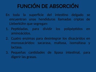Anatomia y Morfofuncion del Intestino Delgado.pptx