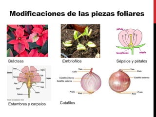 Anatomia_y_morfologia_de_la_hoja.pptx