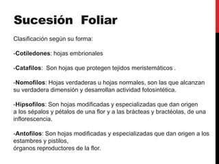 Anatomia_y_morfologia_de_la_hoja.pptx