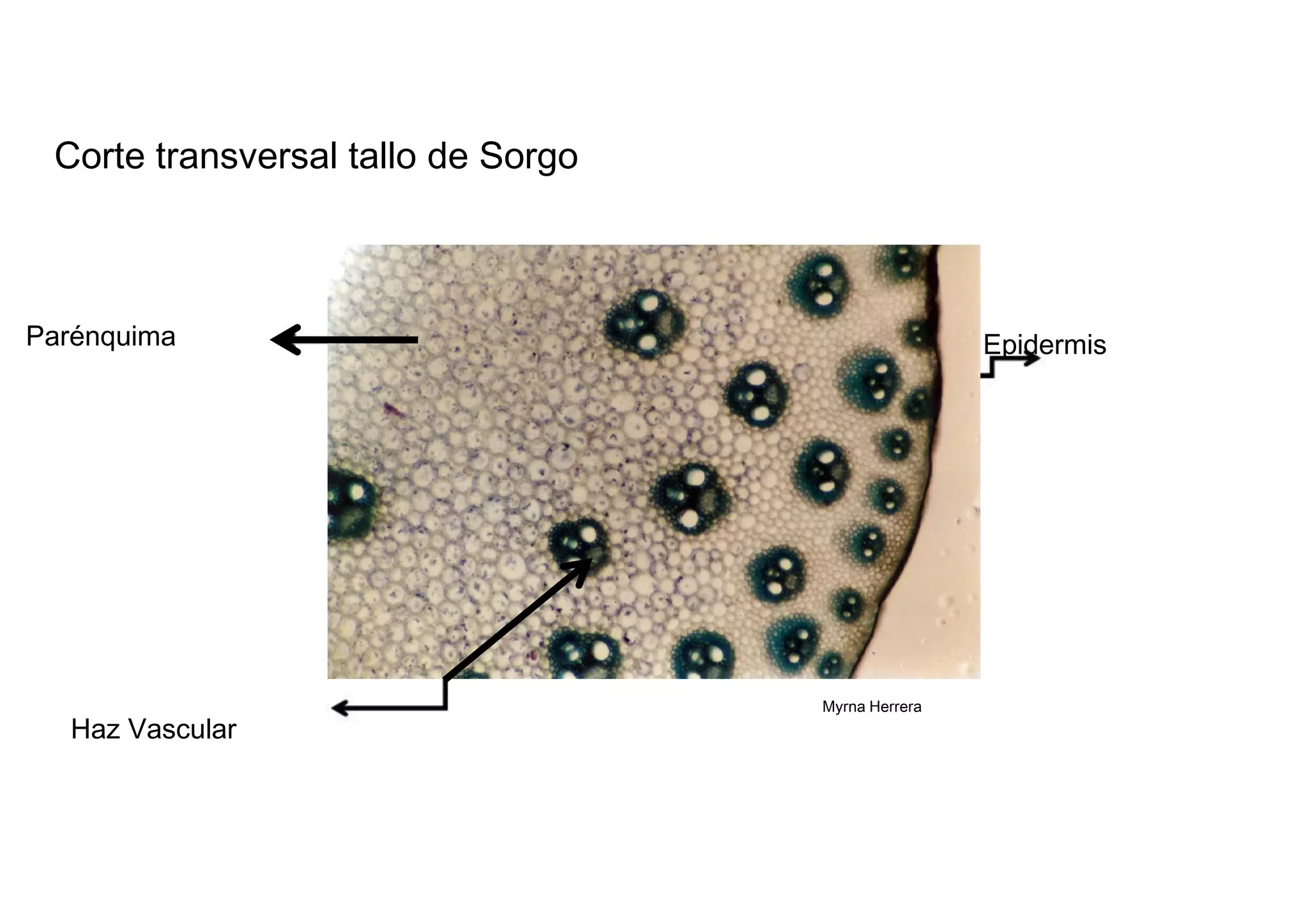Anatomia y morfologia del tallo | PDF