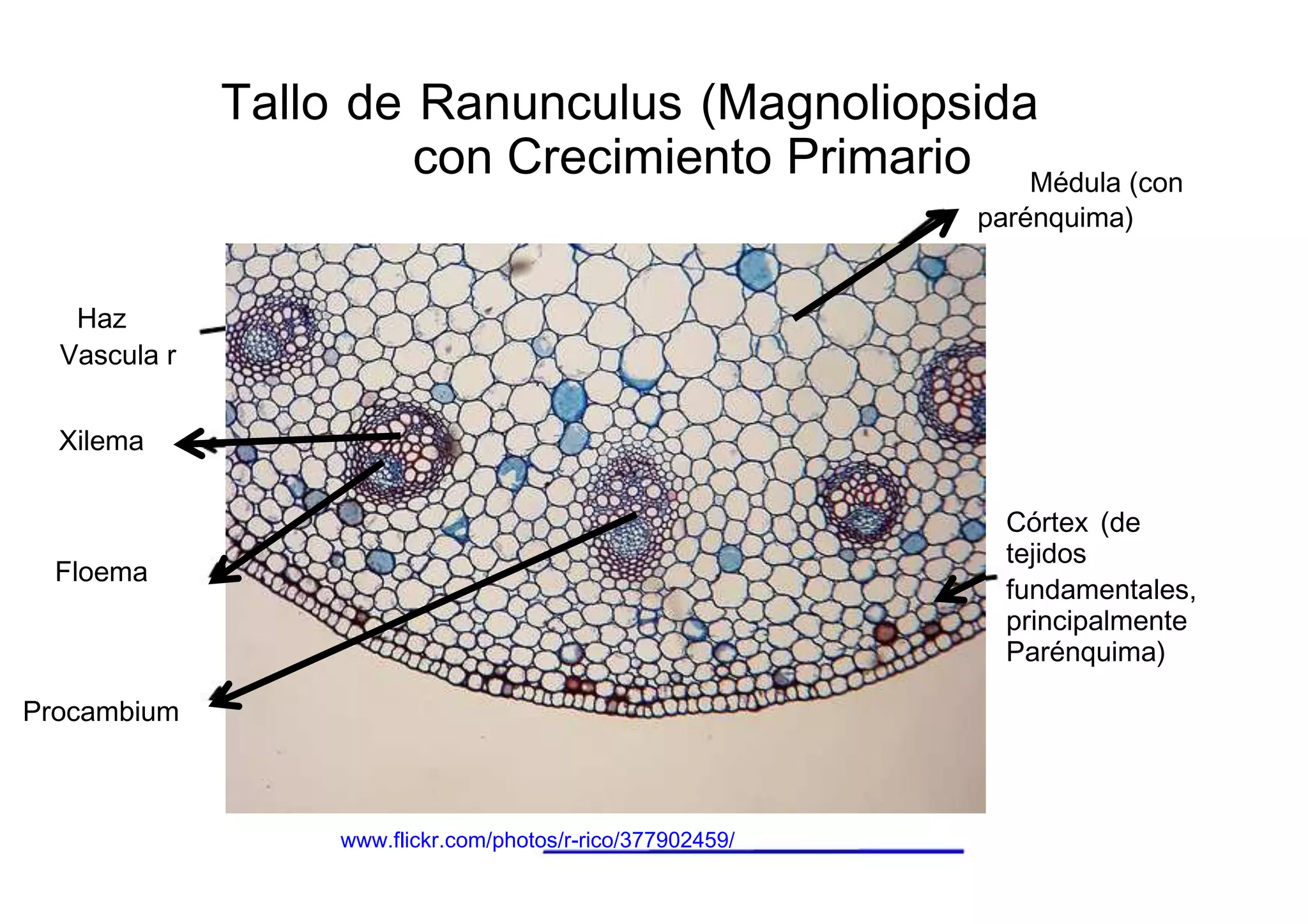 Anatomia y morfologia del tallo | PDF