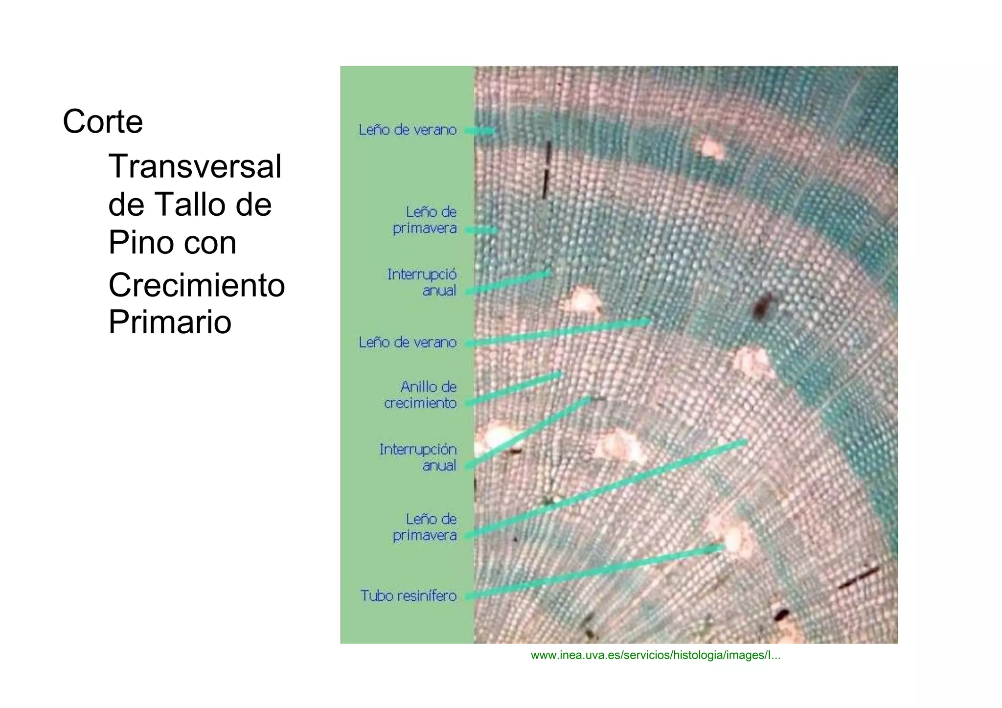 Anatomia y morfologia del tallo | PDF