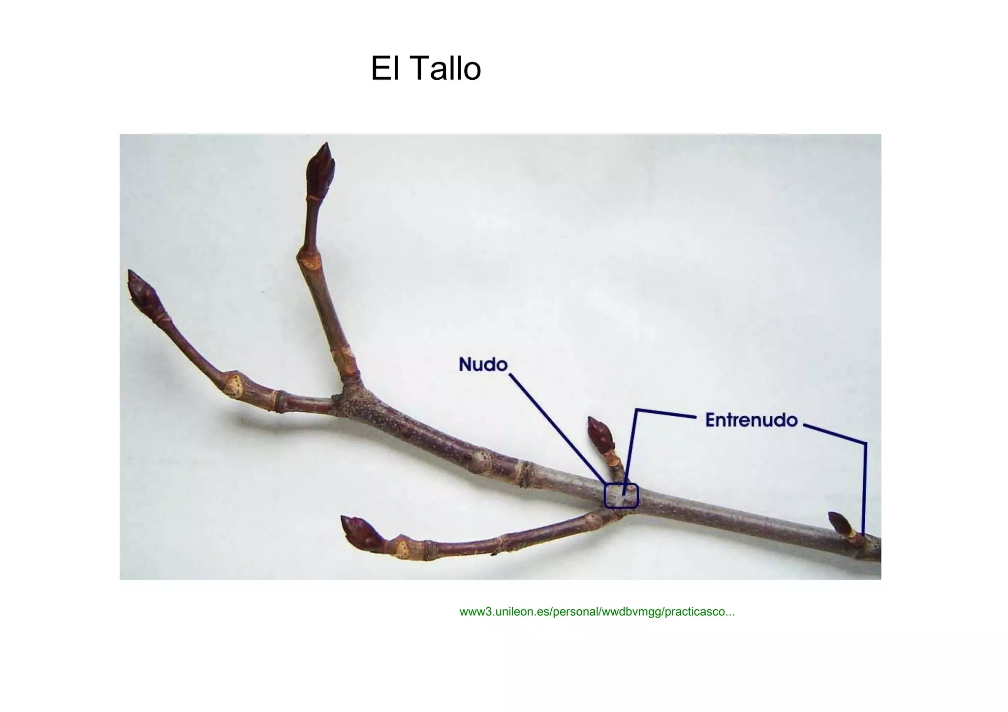 Anatomia y morfologia del tallo | PPT